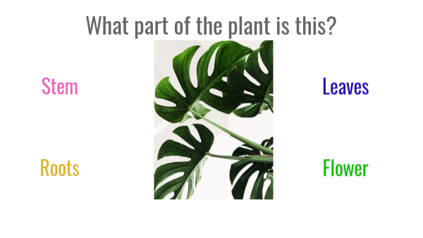 3rd Flower pollination and reproduction copy