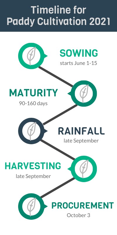 Paddy Cultivation Timeline | Genially