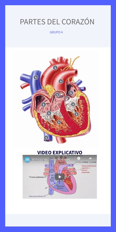 PARTES DEL CORAZÓN GRUPO 4