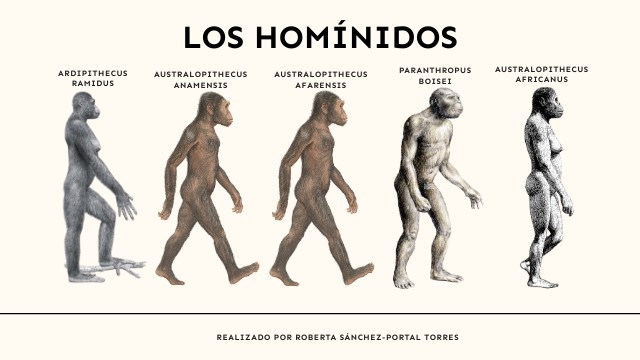 Los homínidos | Genially
