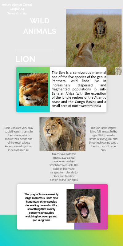 WILD ANIMAL- LION-ARTURO 3-4