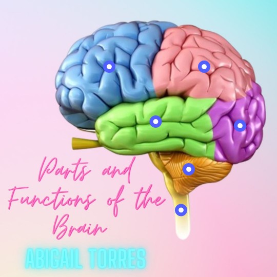 Parts and Functions of the Brain - Abigail Torres | Genially
