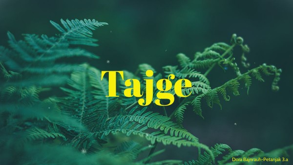 Tajge | Genially
