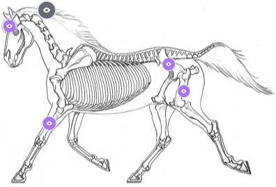 squelette cheval | Genially