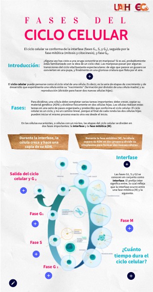 Fases del ciclo celular | Genially