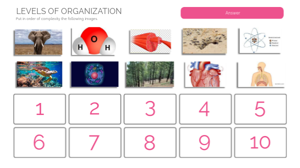 Levels of organization | Genially