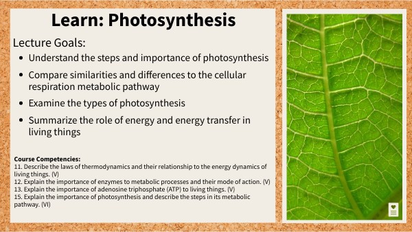 Photosynthesis Microteach V2