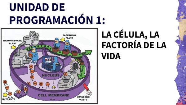Célula 3º ESO | Genially