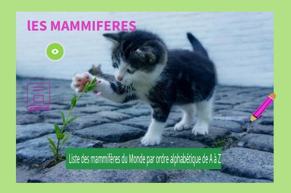 LES MAMMIFERES | Genially