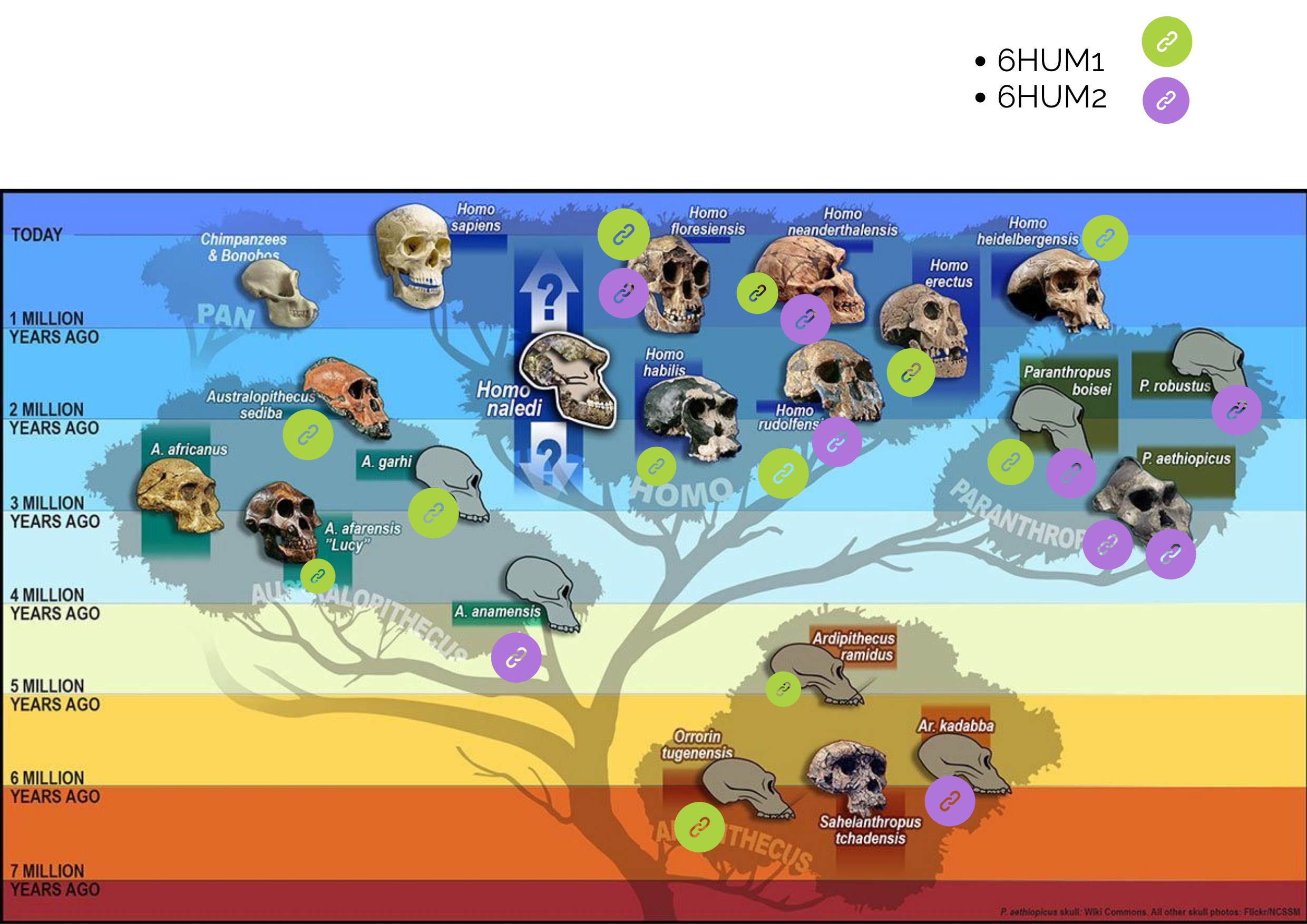 Human Origins Interactive Timeline 20-21
