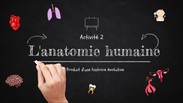 ES T Activité 2 Anatomie | Genially