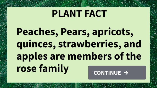 Photosynthesis Game 10 | Genially