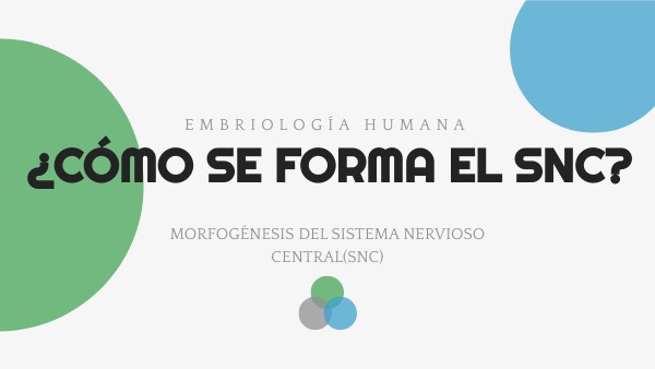 MORFOGENESIS DEL SNC | Genially