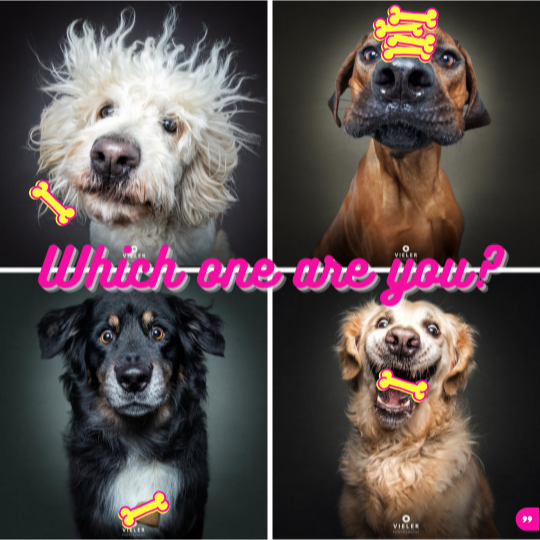 Dog Emotion Interactive Image | Genially