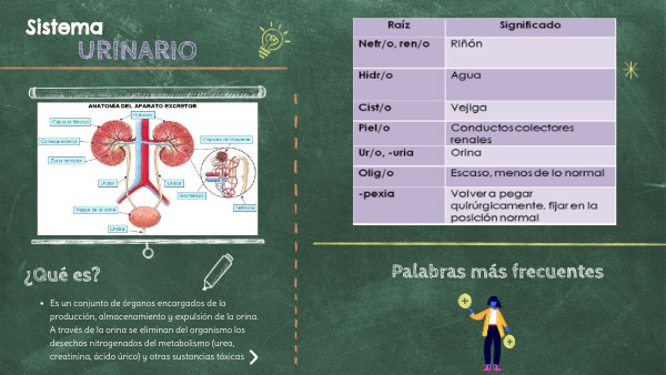 Sistema Urinario | Genially