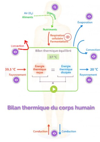 Bilan thermique | Genially