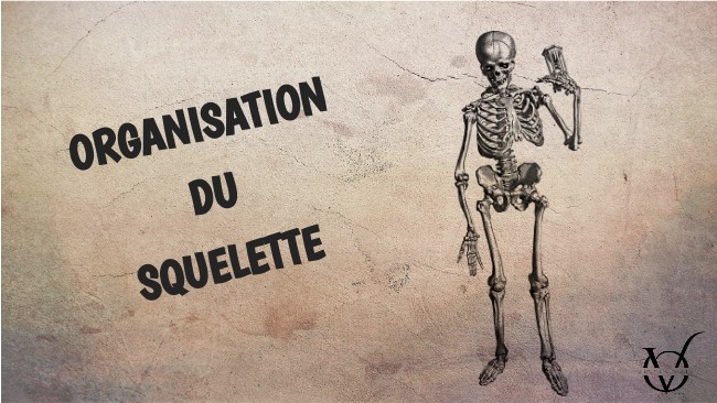 Organisation du squelette | Genially