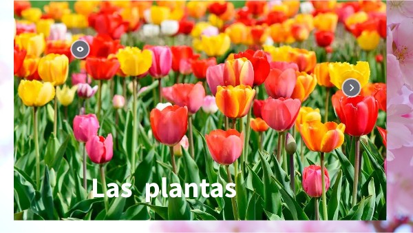 Las plantas
