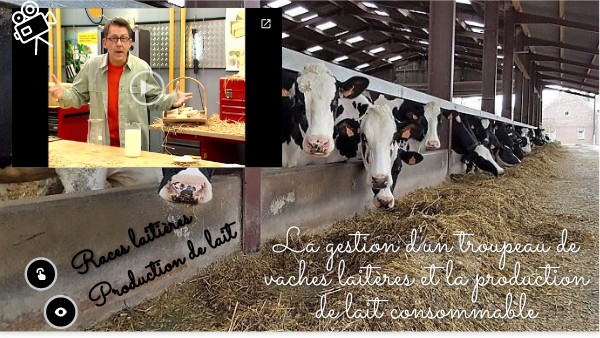 Vaches laitières | Genially