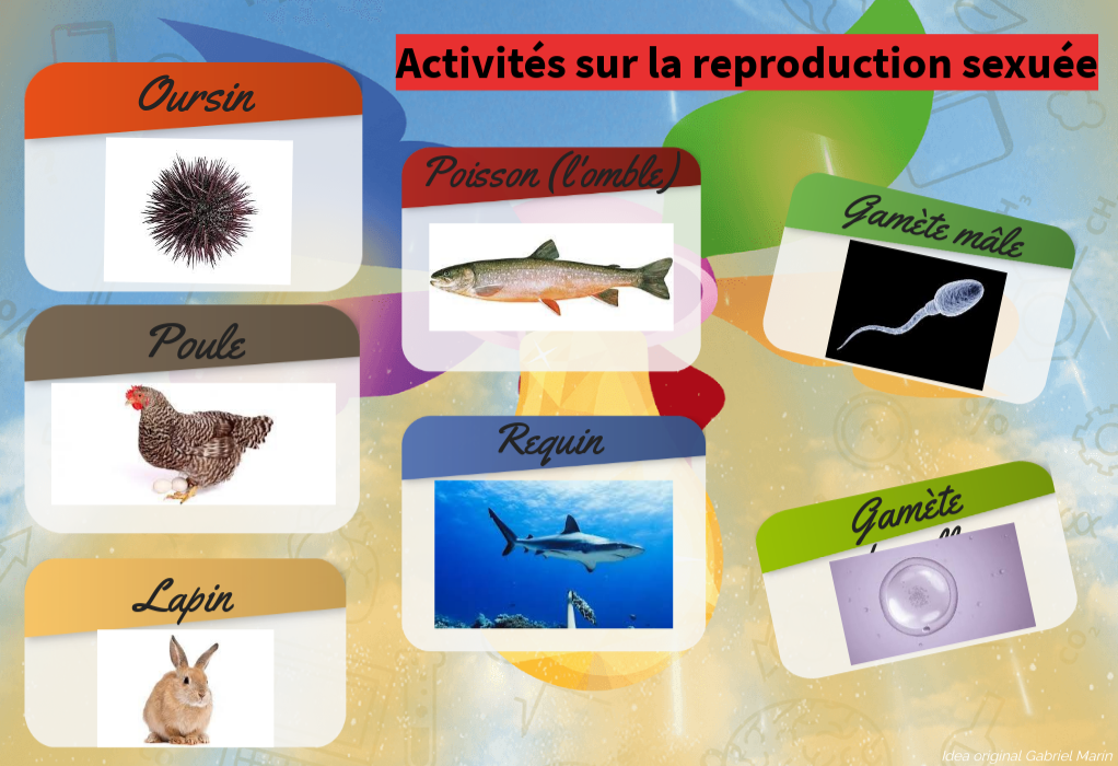Activité reproduction sexuée | Genially