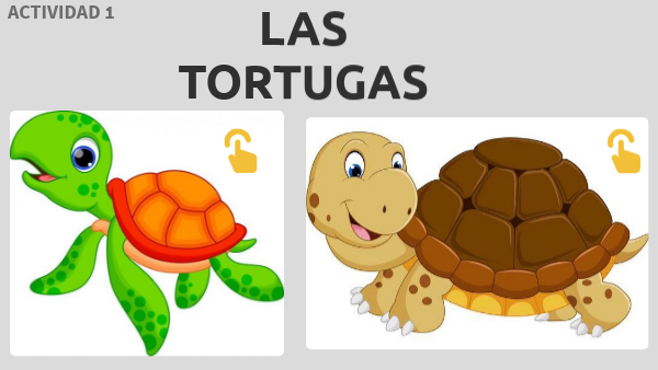 tortugas 3 anys