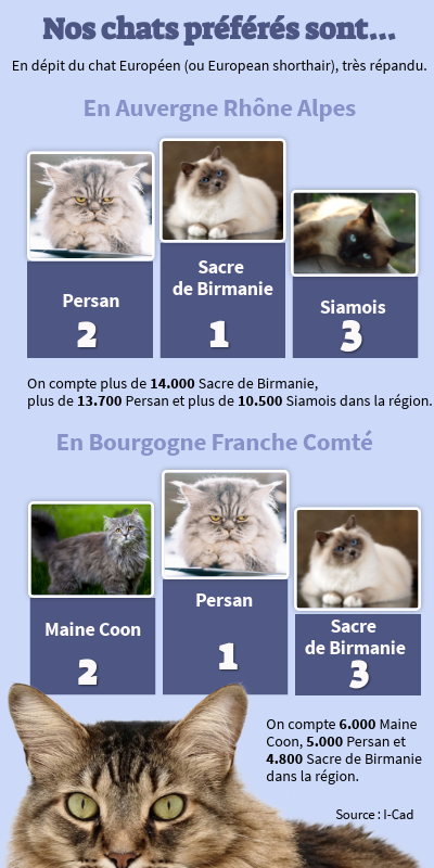 Chats préférés de nos régions