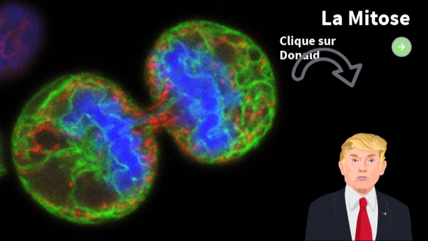 La mitose avec Trump et ratatouille | Genially