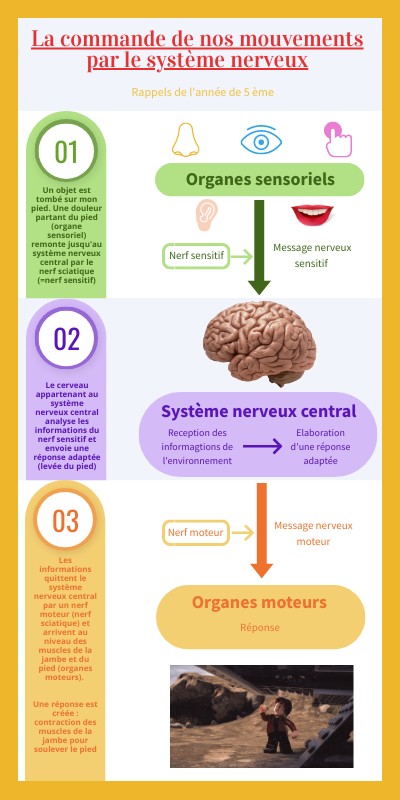 4e - CHP 6 - Carte révision Système Nerveux Cinquième