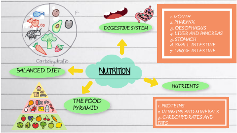 3º MIND MAP NUTRITION