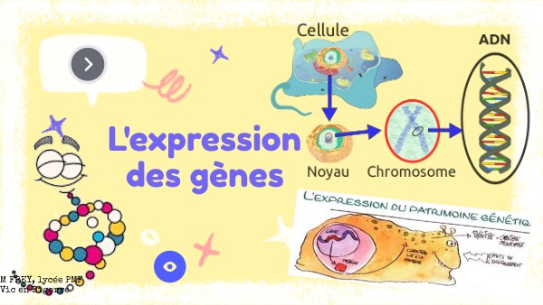 expression des genes | Genially