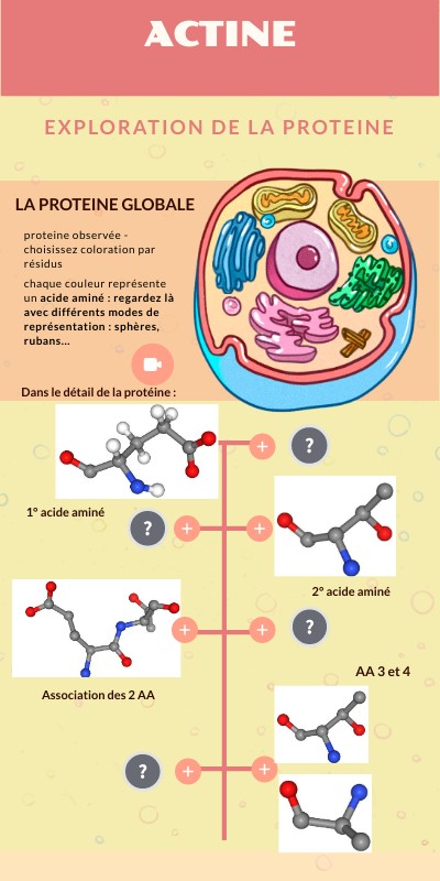 actine | Genially