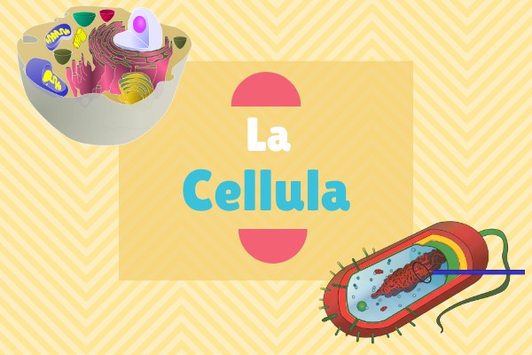 La cellula