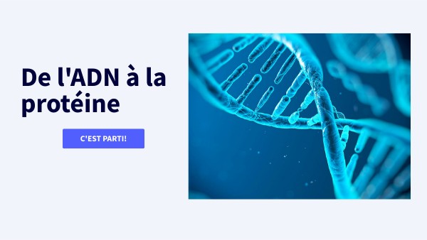 De l'ADN à la protéine | Genially
