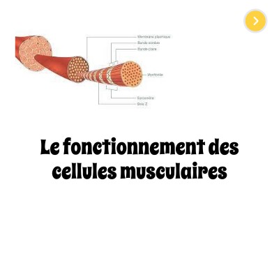 Le fonctionnement des cellules musculaires Term Spé | Genially