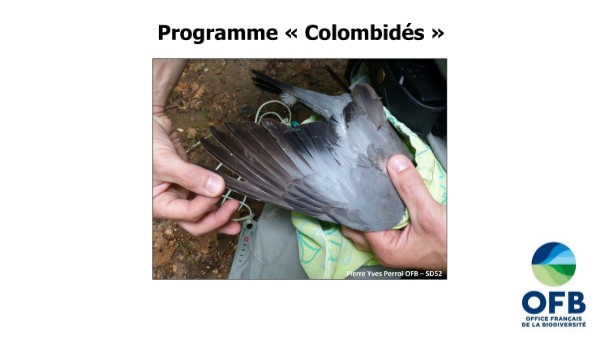 Les colombidés