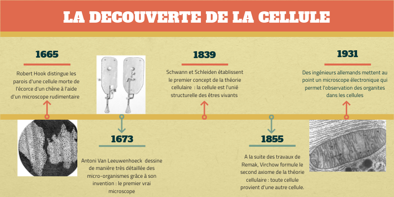 La découverte de la cellule | Genially