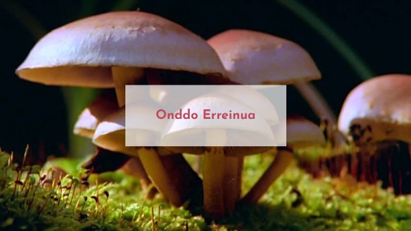 Onddo Erreinoa