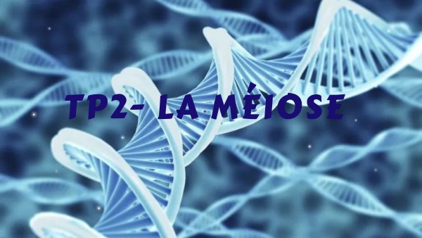 TP 2 Méiose | Genially
