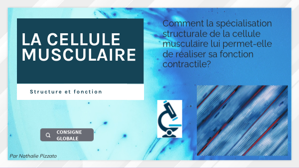 TEDS La cellule musculaire