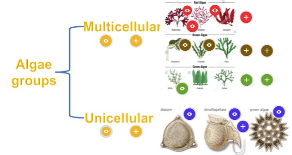 Unit 7. Algae | Genially