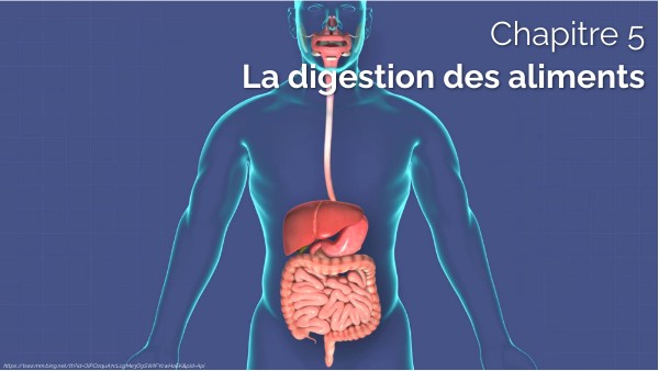 Chap5_Digestion_2022 | Genially