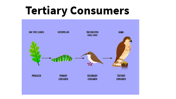 THE Tertiary consumers | Genially