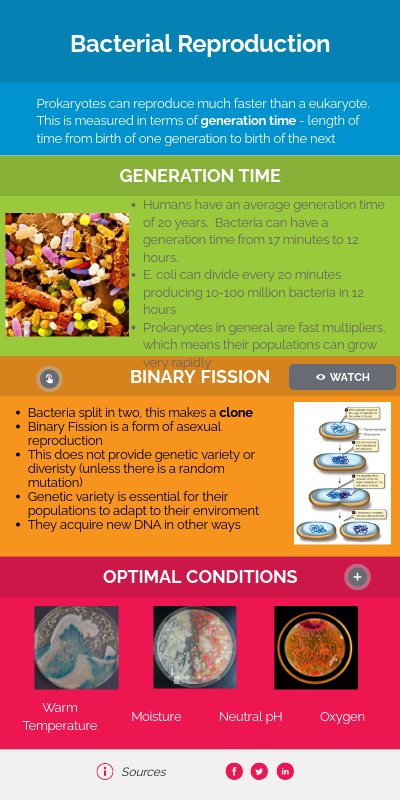 Pre AP Bio Bacteria Reproduction Infographic | Genially