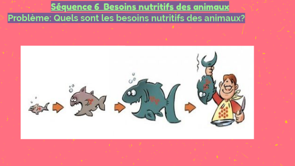 S4A(A7) besoins nutrifs des animaux