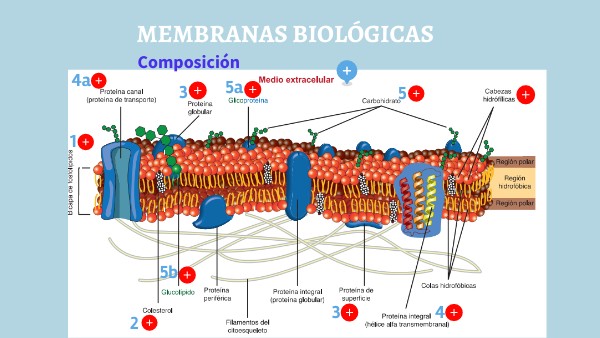 Membranas biológicas y transporte | Genially