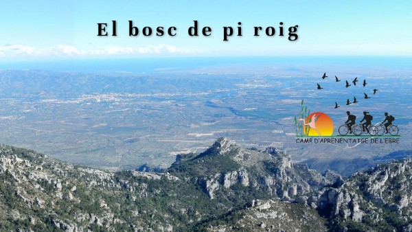 El bosc de pi roig