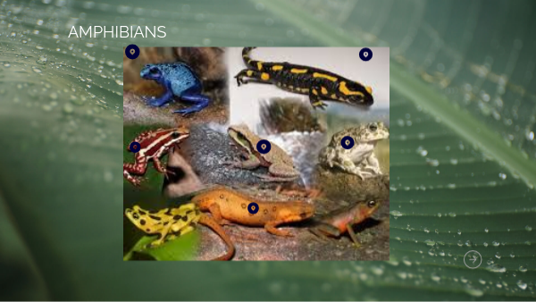 Amphibians | Genially