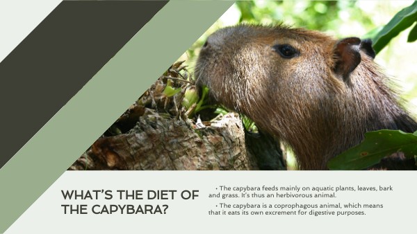 CAPYBARA