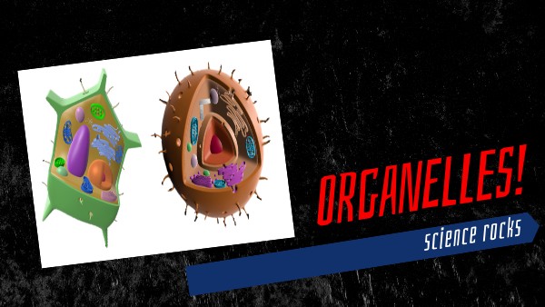 organelles | Genially