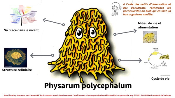 le blob, un organisme modèle | Genially